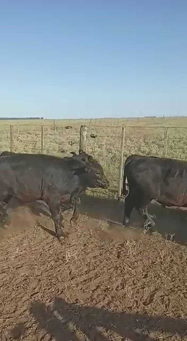 110 Terneros Aberdeen Angus Negro y Colorado de 210kg