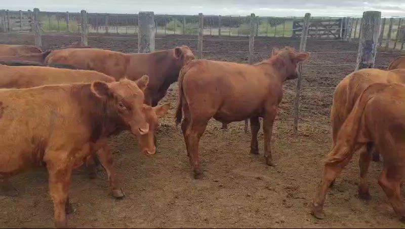 70 Terneros Aberdeen Angus Colorado de 205kg