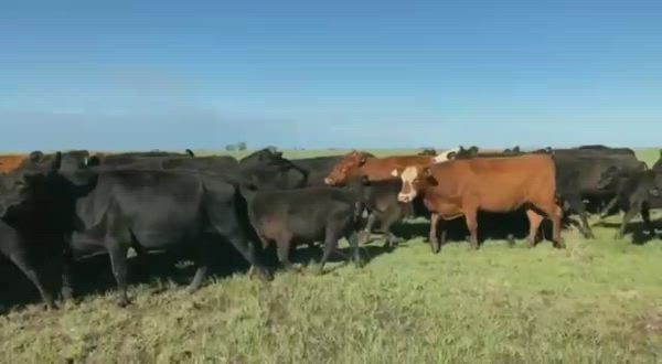 70 Terneros y Terneras Aberdeen Angus Negro y Colorado de 180kg