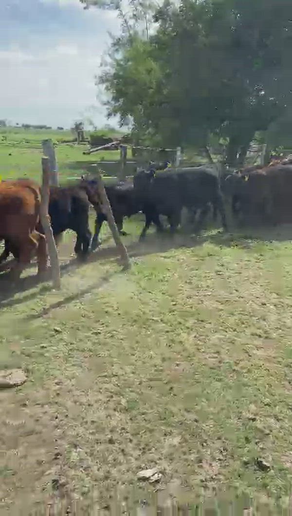 120 Terneros Aberdeen Angus Negro y Colorado de 140kg