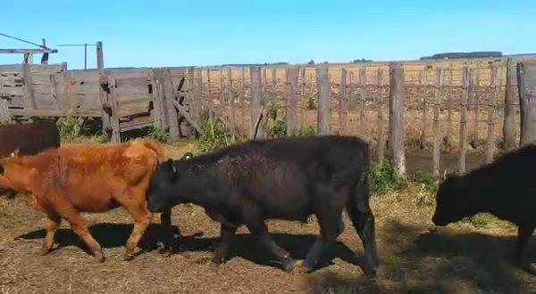 140 Terneros y Terneras Aberdeen Angus Negro y Colorado de 185kg