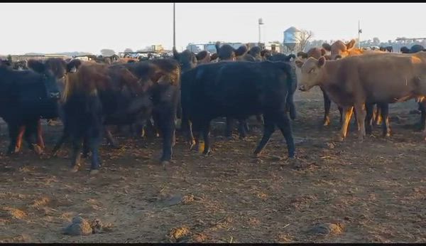 180 Vacas de invernada Aberdeen Angus Negro y Colorado de 380kg