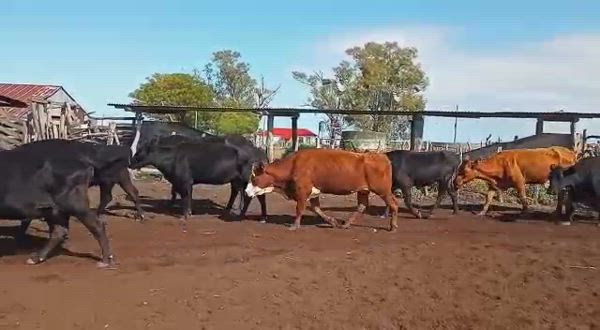 55 Vacas de invernada Aberdeen Angus Negro y Colorado de 360kg