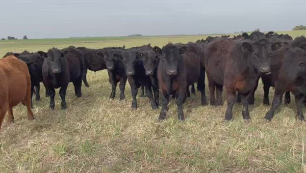 200 Novillitos Aberdeen Angus Negro y Colorado de 300kg