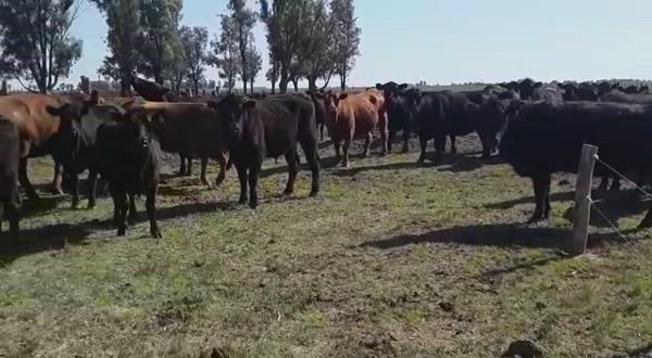 120 Vacas de invernada Aberdeen Angus Negro y Colorado de 430kg