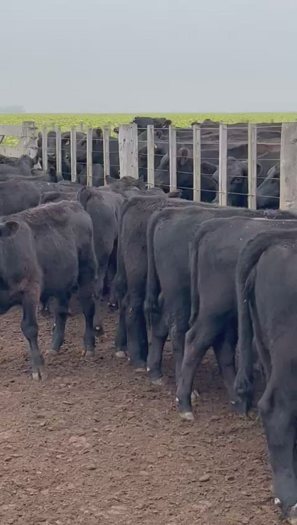 125 Terneros Aberdeen Angus Negro de 190kg