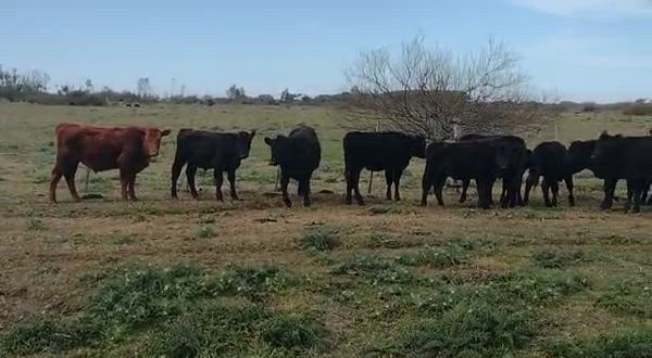 100 Terneros y Terneras Aberdeen Angus Negro de 170kg