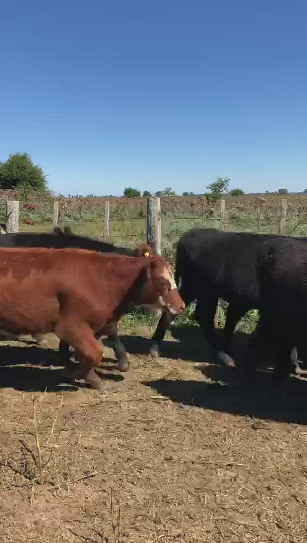 70 Terneros Aberdeen Angus Negro y Colorado de 195kg
