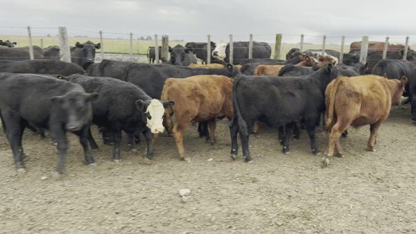 65 Terneros Aberdeen Angus Negro y Colorado de 220kg