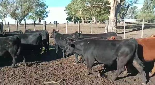 65 Terneros Aberdeen Angus Negro de 210kg