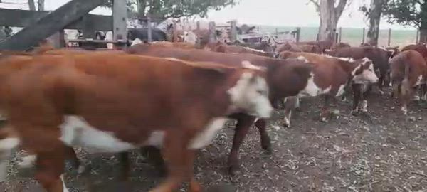 95 Terneros Hereford de 230kg