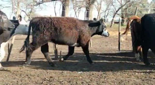 100 Terneros Aberdeen Angus Negro y Colorado de 210kg