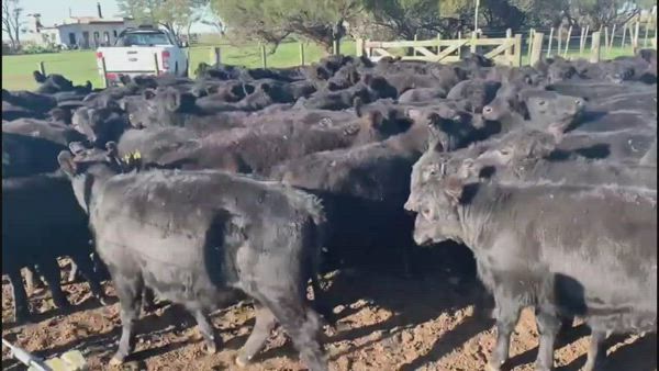 70 Terneros Aberdeen Angus Negro de 200kg