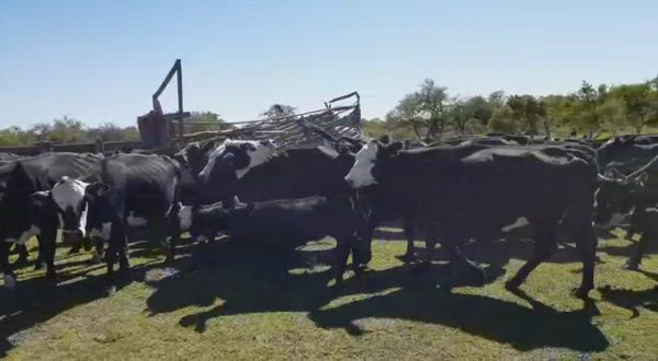 25 Vacas con cría Careta de 390kg