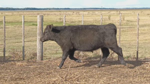 65 Terneros Aberdeen Angus Negro y Colorado de 210kg