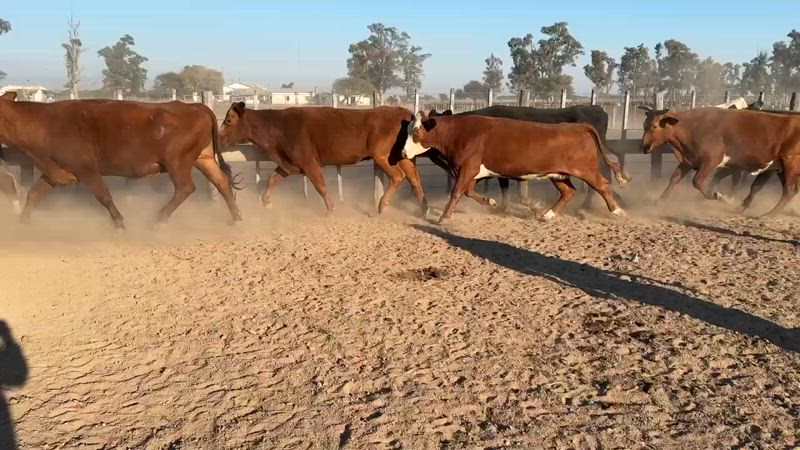 55 Vacas de invernada Braford de 420kg