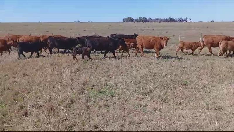 90 Vacas con cría Aberdeen Angus Negro y Colorado de 450kg