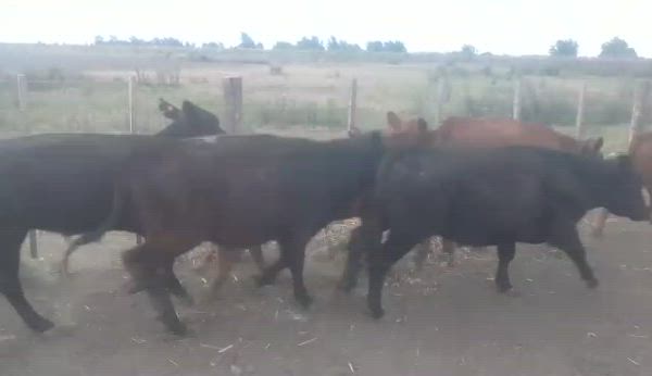 55 Terneros Aberdeen Angus Negro y Colorado de 225kg