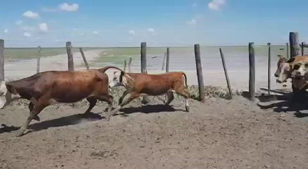 30 Vacas preñadas Braford de 465kg