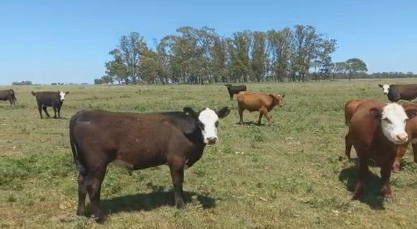 65 Terneros Careta de 225kg
