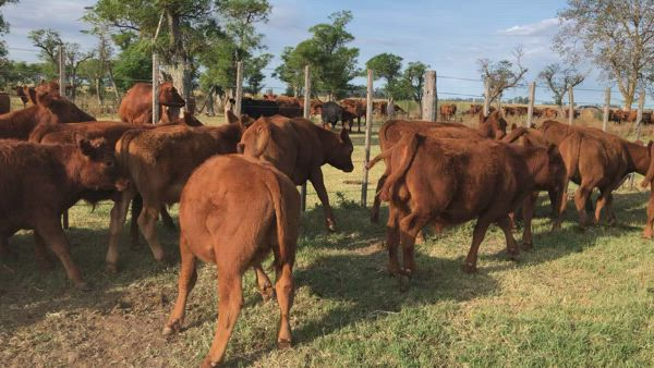 60 Terneros Aberdeen Angus Colorado de 180kg