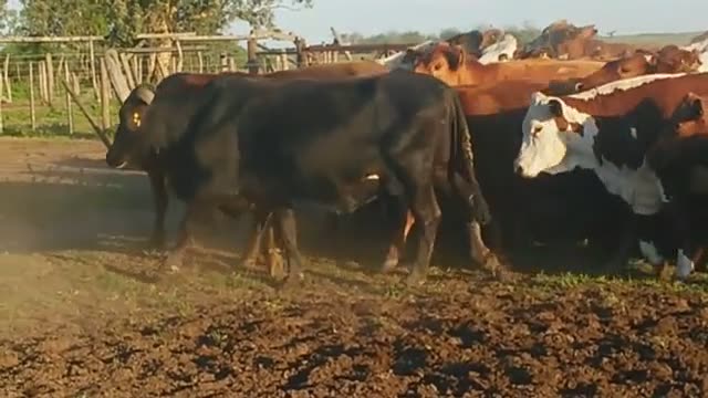 70 Vacas de invernada Braford de 400kg