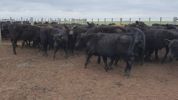 70 Terneros Aberdeen Angus Negro de 185kg