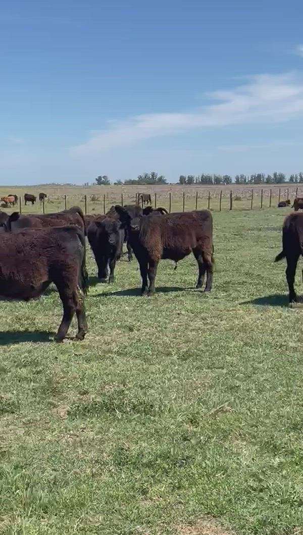 30 Terneros Aberdeen Angus Negro y Colorado de 170kg