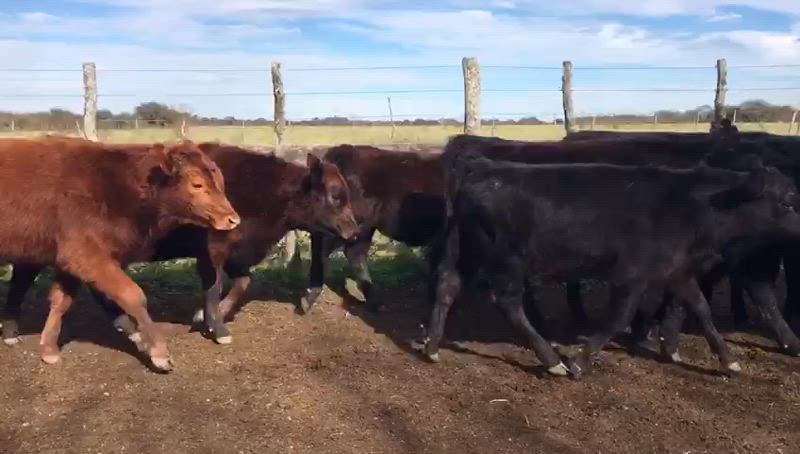80 Terneros y Terneras Aberdeen Angus Negro de 160kg
