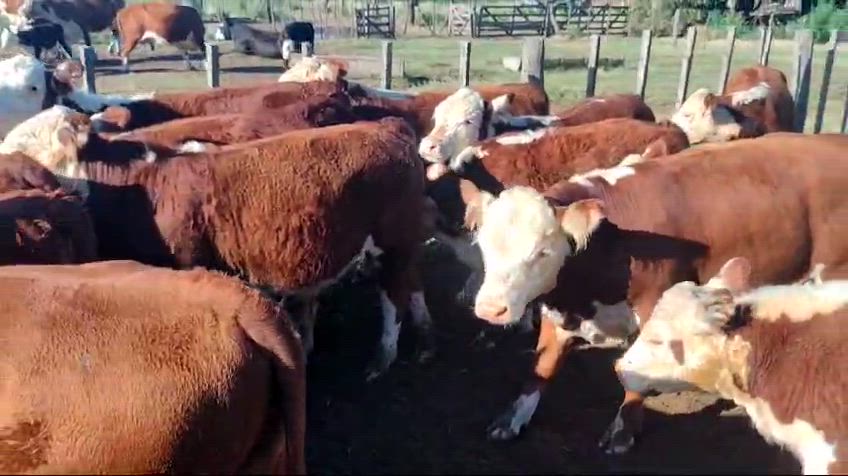 45 Terneros y Terneras Hereford de 200kg
