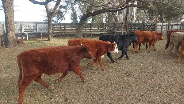 60 Terneros y Terneras Aberdeen Angus Negro y Colorado de 185kg