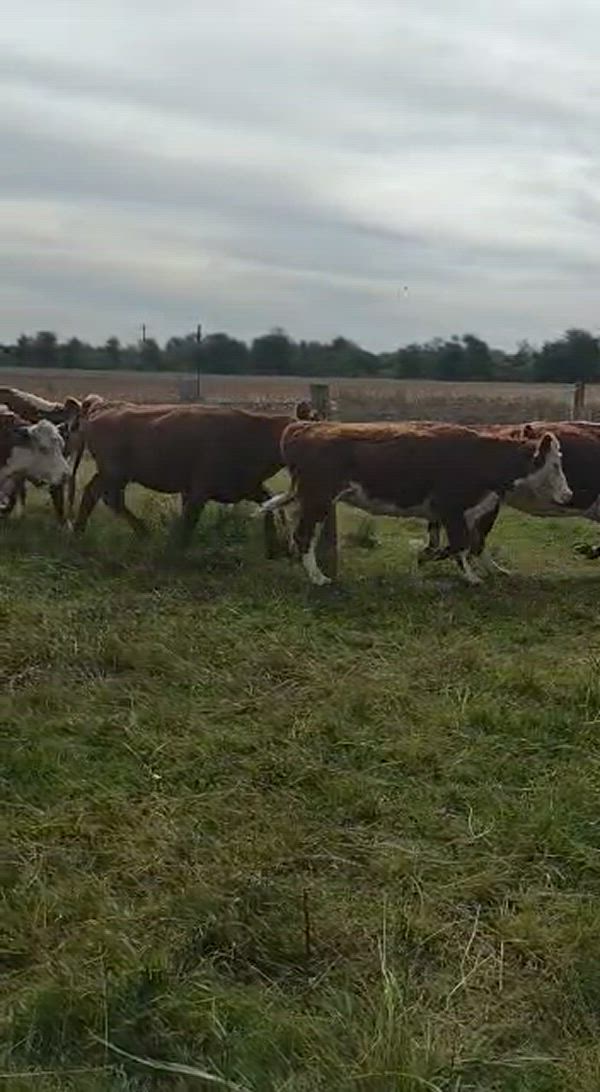 105 Vacas preñadas Aberdeen Angus Colorado de 470kg