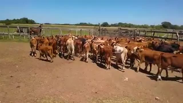 140 Terneros y Terneras Brangus Colorado de 125kg