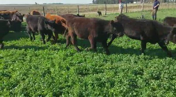 65 Terneros y Terneras Aberdeen Angus Negro y Colorado de 165kg