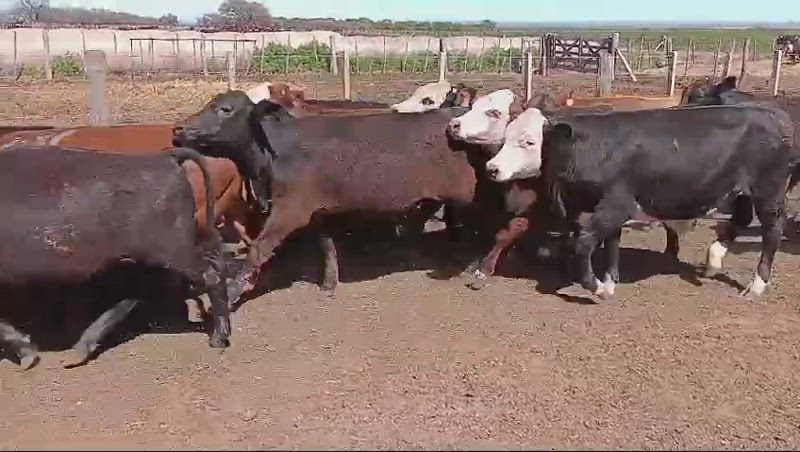 90 Terneros y Terneras Hereford de 175kg