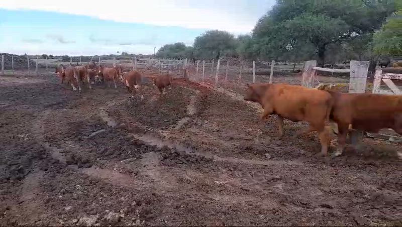 110 Terneros y Terneras Cuartino de 200kg