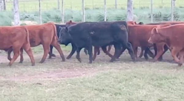 220 Terneros Aberdeen Angus Negro y Colorado de 170kg