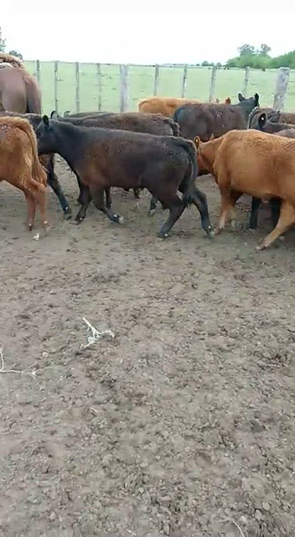 70 Terneros Aberdeen Angus Negro y Colorado de 195kg