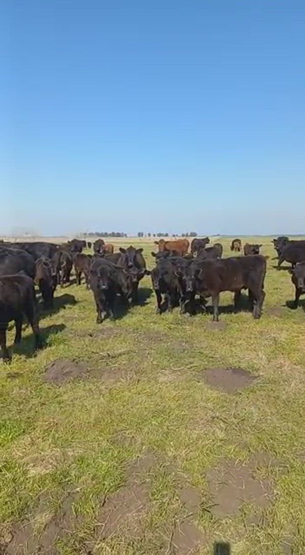 80 Terneros Aberdeen Angus Negro y Colorado de 150kg