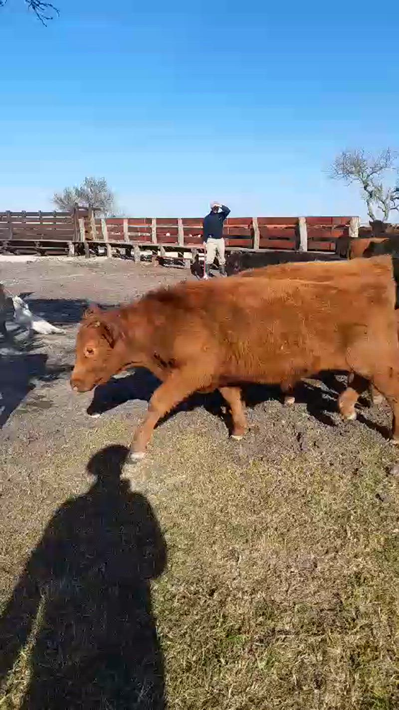 75 Terneros Aberdeen Angus Negro y Colorado de 185kg