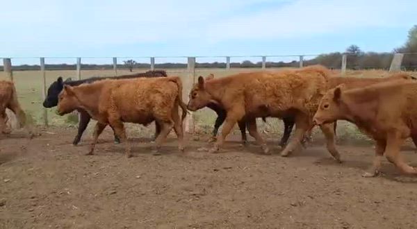 230 Terneros Aberdeen Angus Colorado de 175kg