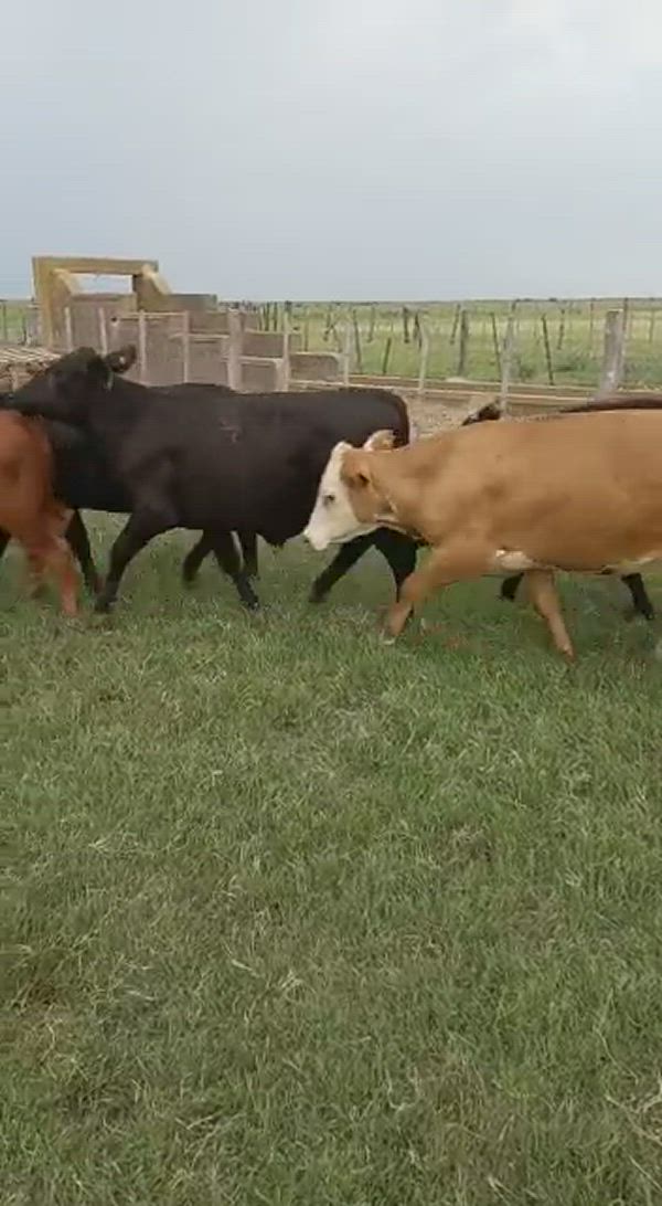 80 Terneros Aberdeen Angus Negro y Colorado de 275kg