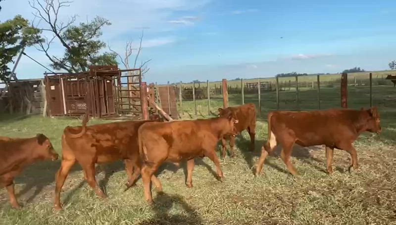 75 Terneros Aberdeen Angus Colorado de 160kg