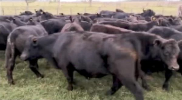 110 Terneros y Terneras Aberdeen Angus Negro de 225kg