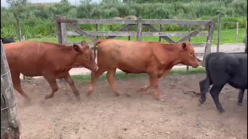 75 Terneros Aberdeen Angus Negro y Colorado de 200kg