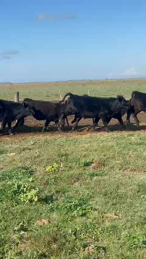 120 Terneros Aberdeen Angus Negro y Colorado de 170kg