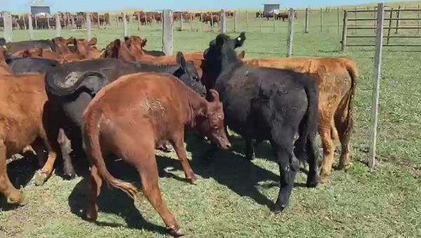 75 Terneros y Terneras Aberdeen Angus Negro y Colorado de 200kg