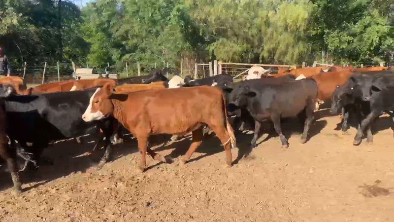 75 Terneras Aberdeen Angus Negro y Colorado de 245kg