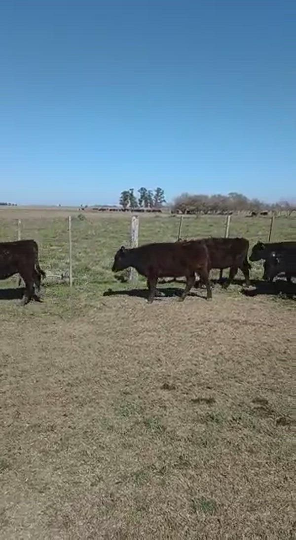 65 Terneros y Terneras Aberdeen Angus Negro y Colorado de 155kg