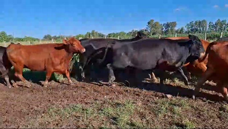 30 Vacas preñadas Aberdeen Angus Negro y Colorado de 460kg